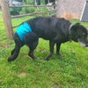 Dog Drying Coat, Grooming Coat, Lycra, Washable, Comfortable, Custom ...