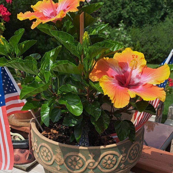 Fiesta Bush Hibiscus Plant Live - Flowering Plant - Overall Height 10 ...