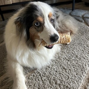 Bulls Pizzles Sticks Thick 12-14cm 100% Beef Naturally Air Dried Dog ...