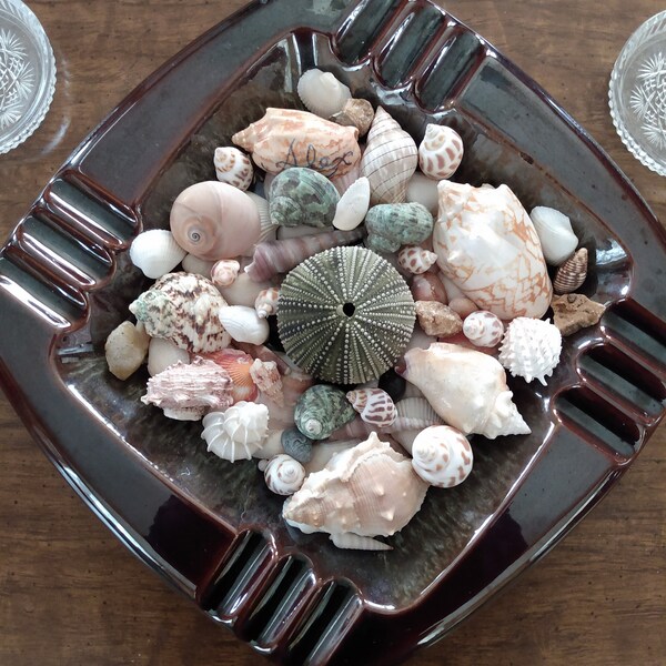 Miniature Small Crafting Seashells From Hawaii Assorted Whole Shells ...