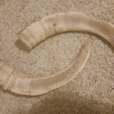 10 to 11 River Cooter Turtle Shell 1077-1011 10UB - Etsy