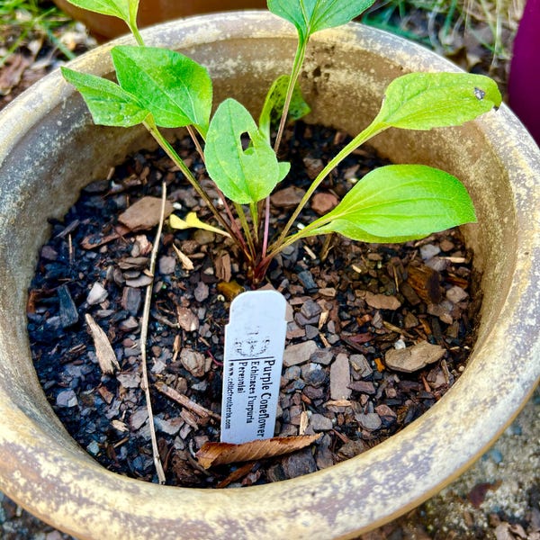 Salad Burnet Plant live Plant Cucumber Flavor - Etsy