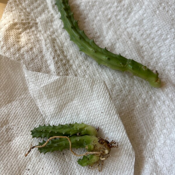 Chinaberry Tree, Pride of India, Bead-tree, Cape Lilac, Persian Lilac ...