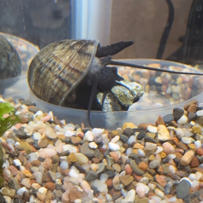 Super Snello 8oz, Aquatic Snail Food, Dehydrated, Snail Jello, Mystery ...