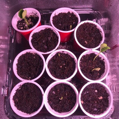 Tiny Tim Miniature Heirloom Tomato, 15 Seeds, Teeny Fruit, Patio Plant ...