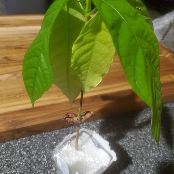 FORASTERO Theobroma Cacao Cocoa Chocolate Fruit Tropical Tree Potted ...