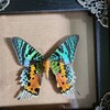 Real Framed Butterfly Sunset Moth Urania Ripheus Dried Insect Frame ...