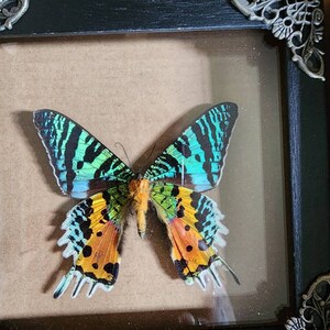 Real Framed Butterfly Sunset Moth Urania Ripheus Dried Insect Frame ...