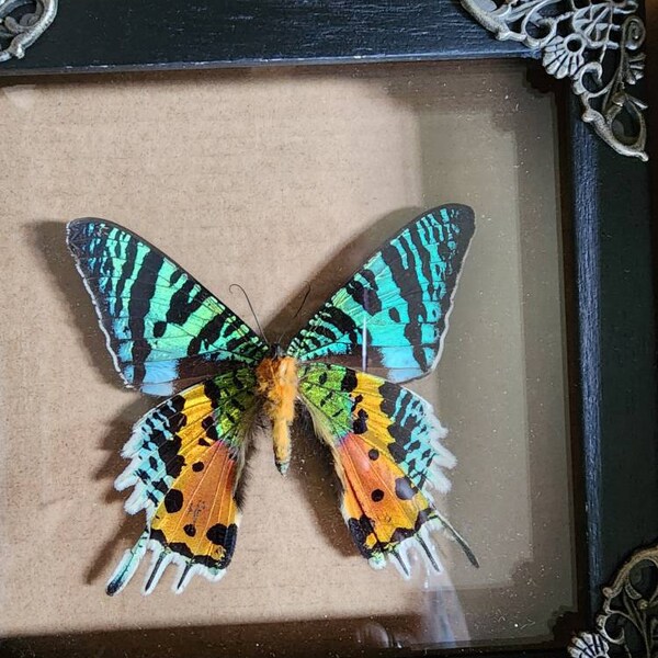 Real Framed Butterfly Sunset Moth Urania Ripheus Dried Insect Frame ...