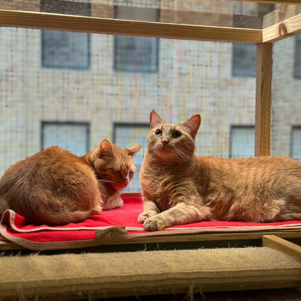 Catio DIY Digital Plan - Window Box for Cats - Etsy