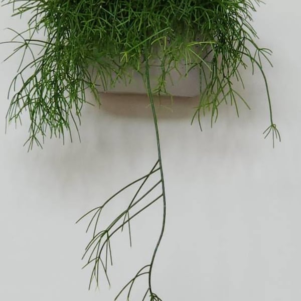 3” Sooo (TM) Silver Scindapsus Plant Pot - NEW CULTIVAR - Lush ...
