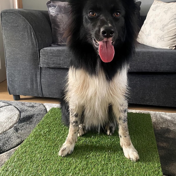 Dog Training Pivot Box and Place Board 2 Piece Bundle for Dog Agility ...