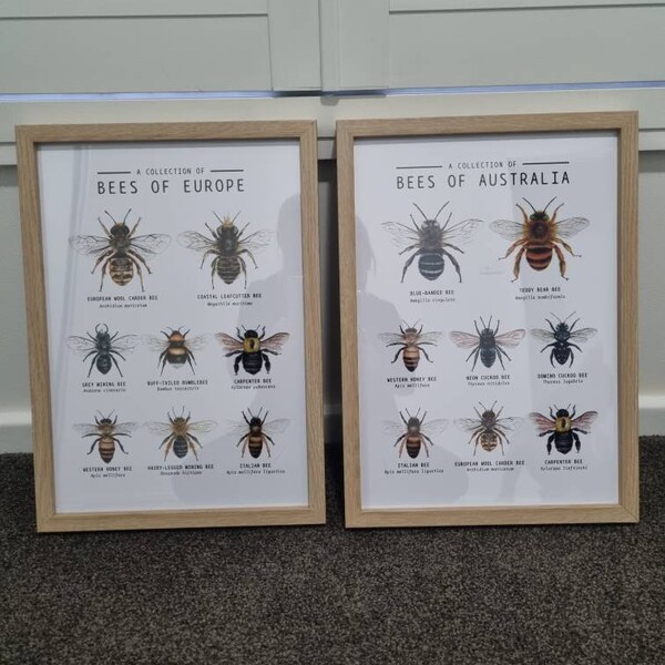 Bees of Australia Classroom Poster | Montessori Learning Art Print ...