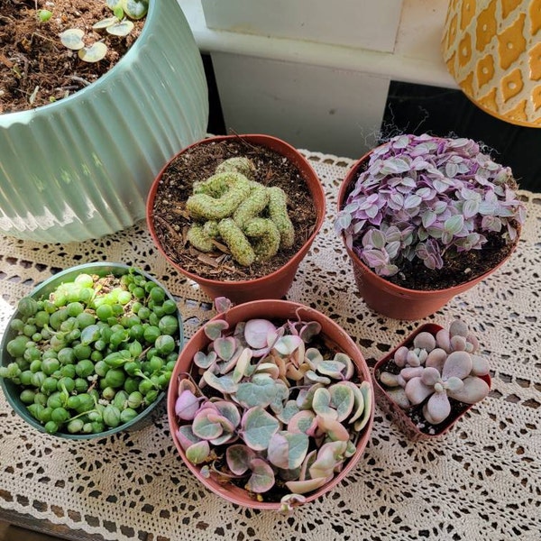 Rare Pink Moonstone Succulents, Pink Pebble Rosette Plants, Pachyphytum ...