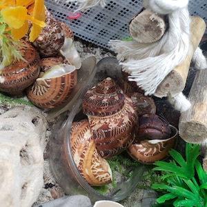 Dove Shells Dotted Tiny Shells 3/8 1/2 Inch 1/4 Cup - Etsy