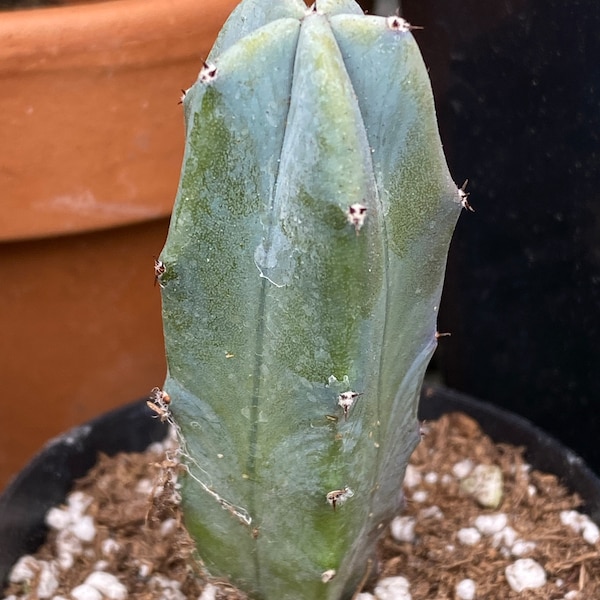 Blue Myrtle Cactus 2.5 Inch Myrtillocactus Geometrizans Live Cactus ...