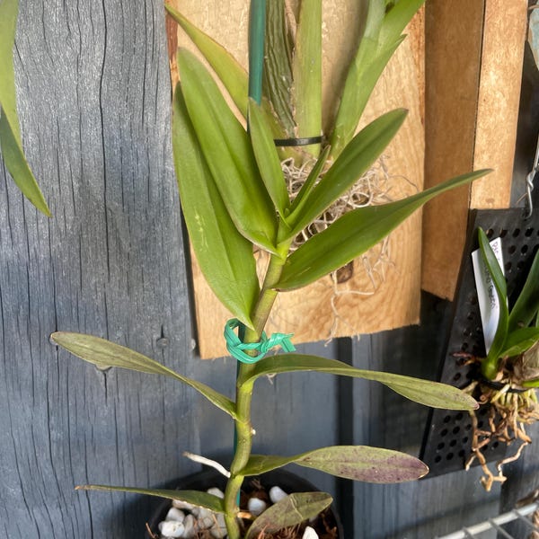 3 Feet Tall Red Jatropha Integerrima Peregrina Sub Plant - Tropical ...