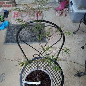 Climbing Rose 'pinata' Live Plant Perennial Shrub Yellow Red Orange ...