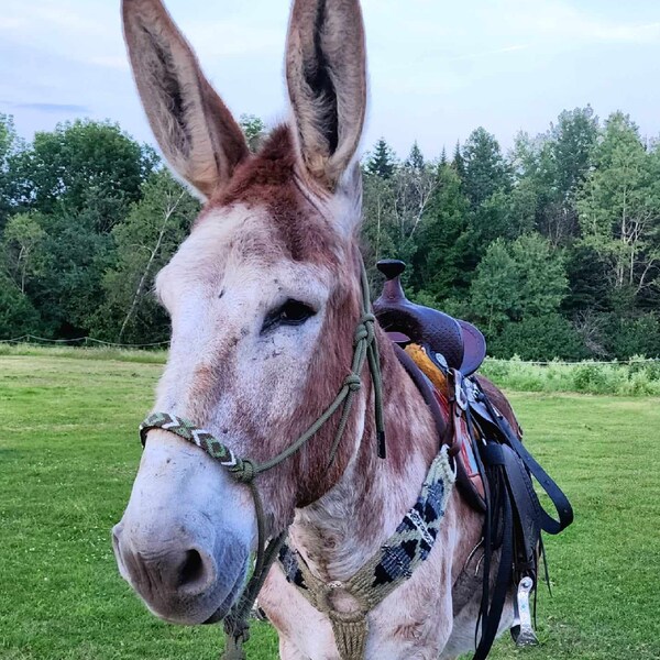 Custom Mule Tape Halter W/ Mohair Noseband - Etsy