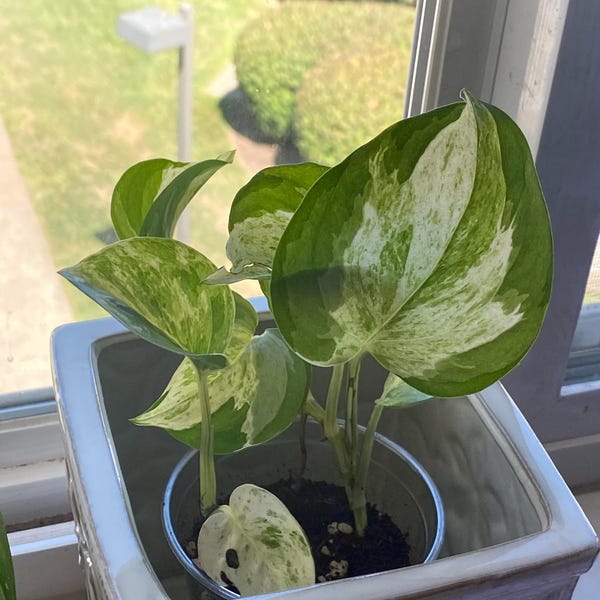 Potho Manjula High Viraigation Rare, Cuttings & Established Plants - Etsy
