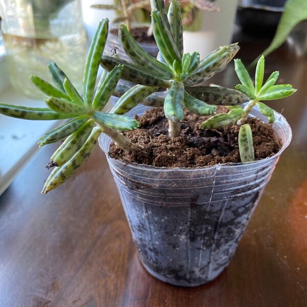 Mother of Thousands/ Alligator Plant/kalanchoe Houghtonni, Rare ...