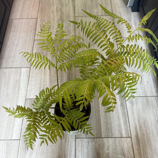 Bromeliad Aechmea Black Chantini (de Leon) - Live Plant - Etsy