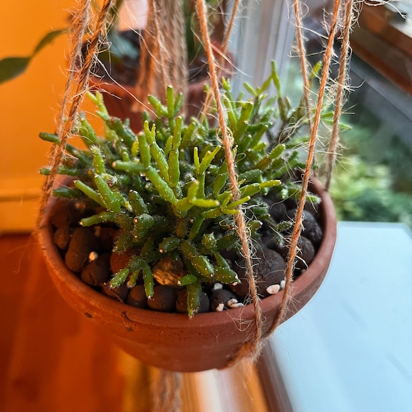 Dancing Bones Cactus | 2 Inch | Rhipsalis Salicornioides | Live ...