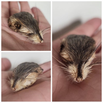 Deathtaxusa 85 51 Venomous Timber Rattlesnake Rattler Serpent Skin Shed ...