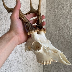 Fallow Deer Skull From Central Europe Fallow Deer dama Dama Unique ...