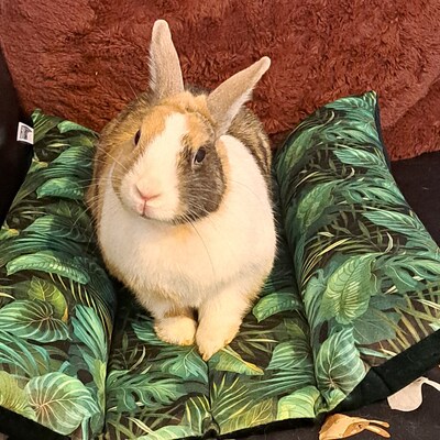 Cute Rabbit Bed, Snuggle Bed for Rabbits, Bunny, Ferrets Bunny Flop Bed ...