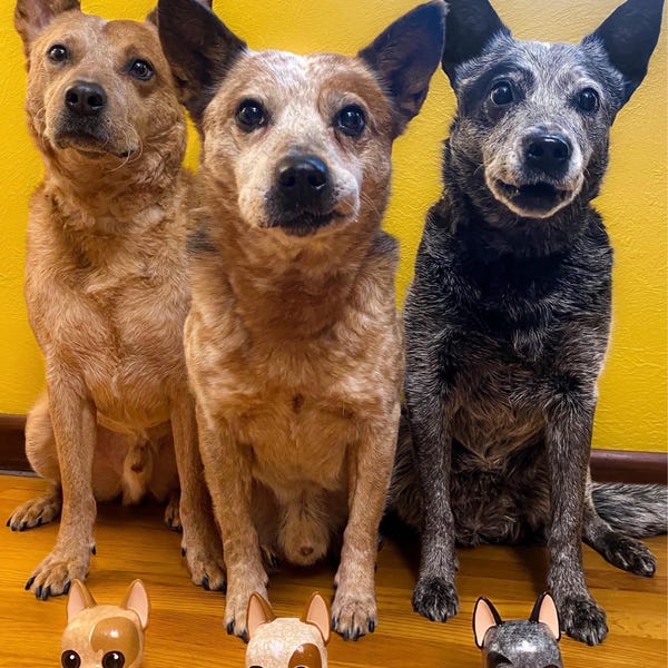 Custom Australian Cattle Dog Figurine, Heeler Art, Queensland Heeler ...