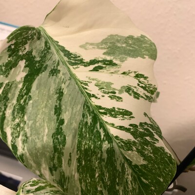 85 100cm Monstera Deliciosa Taurii XL Swiss Cheese Plant - Etsy UK