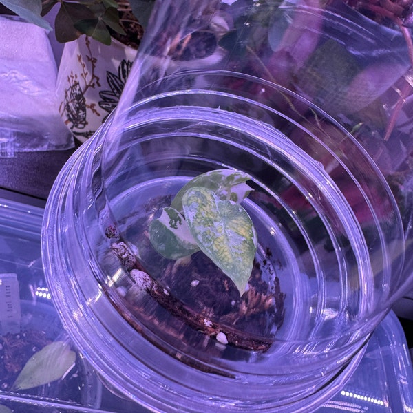 Alocasia Snow “odora Batik” Starter Plant (ALL STARTER PLANTS Require ...