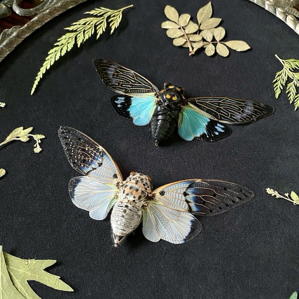 Real Unframed Taxidermy Spread Ayuthia Spectabilis White Ghost Cicada ...