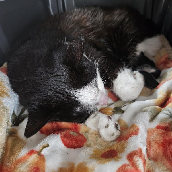 Window Sill Cat Pad/ 8 Sill Pad - Etsy