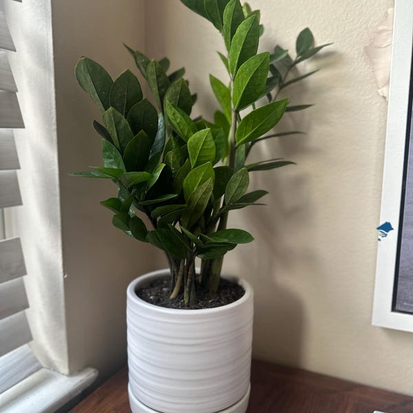 Mican Philodendron Velvet Leaf Philo Indoor & Outdoor Live Tropical ...