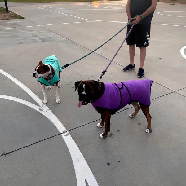 Dog Cool Collar, Chiller Cool Collar, Dog Cooler With Ice Pocket for ...