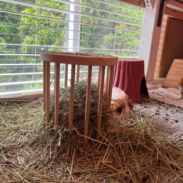 Guinea Pig Name Tag, Guinea Pig Accessories, Guinea Pig Cage ...