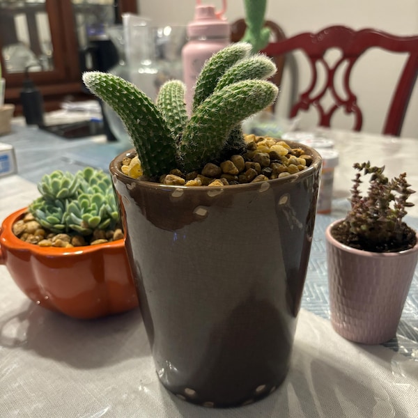 Monkey Tail Cactus 4" Inch Pot - 5x Tails - Hildewintera Colademononis ...