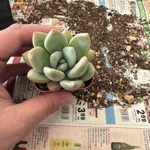 String of Little Pickles, Othonna Capensis ruby Necklace in 2 Inches ...