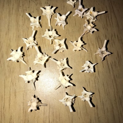 20 Real Jumbo Rattlesnake Vertebrae Bone Gothic Voodoo Witchcraft Craft ...