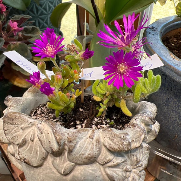 Rare Succulent: Imported Succulent Agavoides Echeveria Moulin Rouge ...