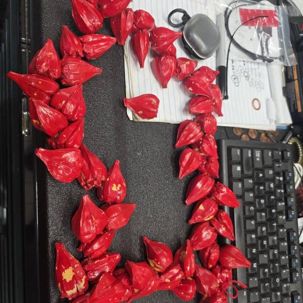 Polynesian, Samoan, Tongan Men's Traditional - Ula Fala Necklace ...