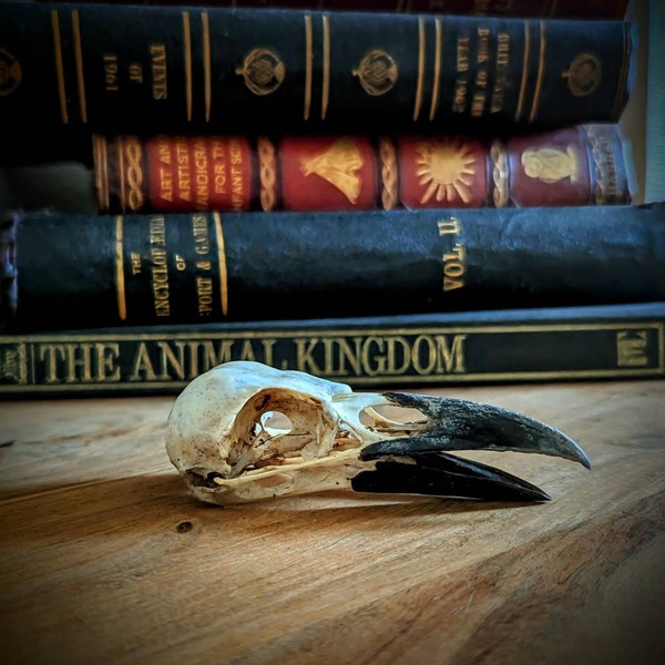 Crow Skull Real Natural Corvus Carone Raven Corvid Taxidermy Gothic ...
