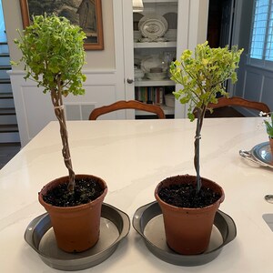 Scented Geranium Topiary Braid or Twist in a 6 Pot - Etsy