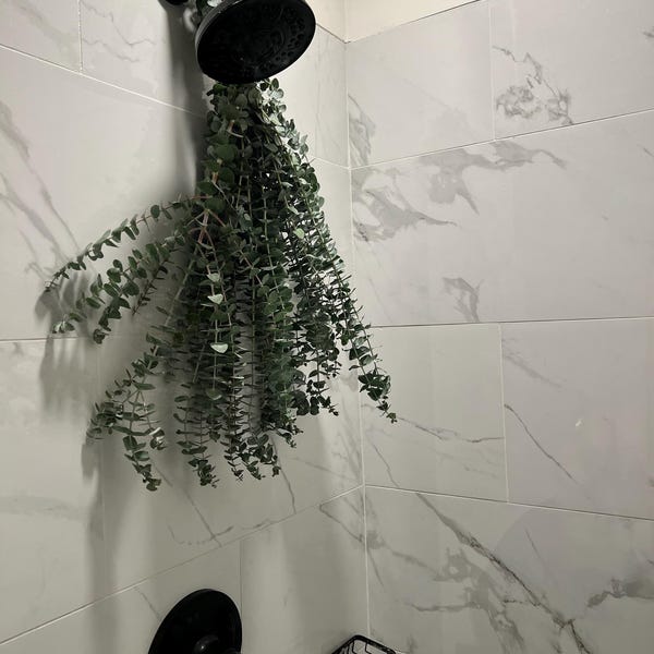 Fresh Eucalyptus Shower Bundle, Eucalyptus Shower Bundle, Indoor ...