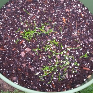 Irish Moss Seeds Irish Moss Ground Cover Seeds Sagina | Etsy