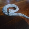 Snake Figure | Toy Animal | Articulated Model Viper | Large - Etsy