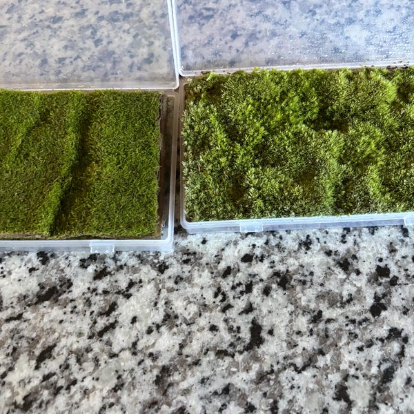 Live Clean and High Quality Planted Sheet Moss & Cushion Moss for ...