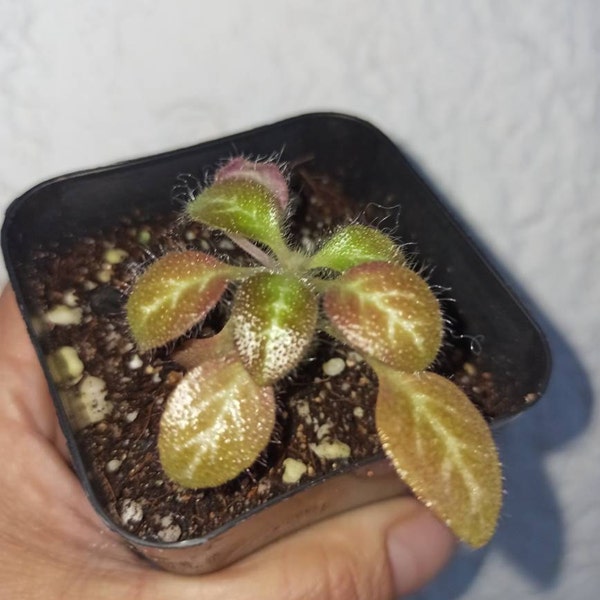 Sedum Multiceps / Miniature Joshua Tree old Trunk - Etsy